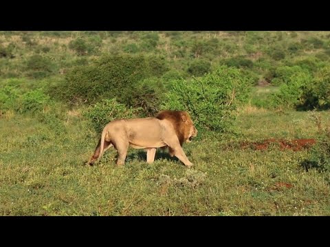 Male lions on a mission of the Kruger National Park