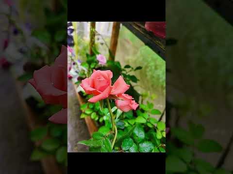 Meaning of Orange Roses