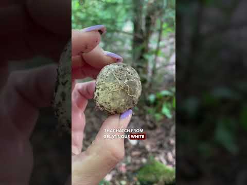 Can you believe this is a mushroom!? This is the Devil’s Fingers Fungus, it hatches from an egg!🥚👹
