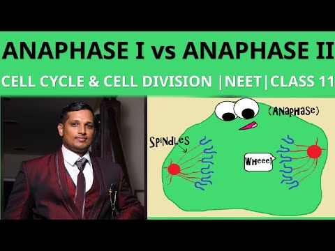 54.DIFFERENCE BETWEEN ANAPHASE I & II OF MEIOSIS| CELL CYCLE & CELL DIVISION|CLASS 11| NEET