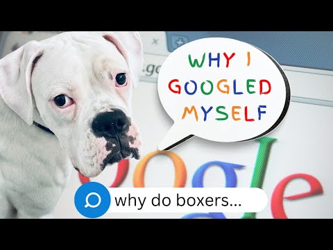 ANSWERING GOOGLE'S MOST-SEARCHED QUESTIONS ABOUT BOXER DOGS #boxers #dogs #pets