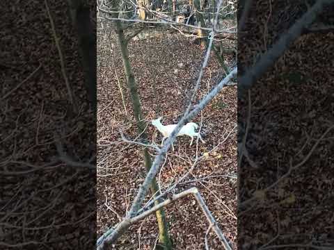 Albino deer walks right up to hunter!! #shorts #albino #rare