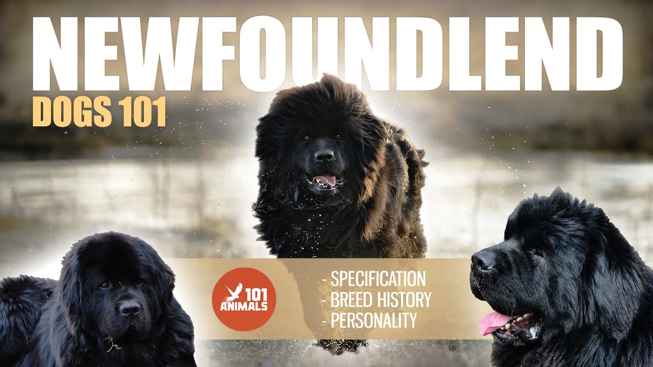 NEWFOUNDLEND Dogs 101 - Discover Majestic Breed 🐕‍🦺