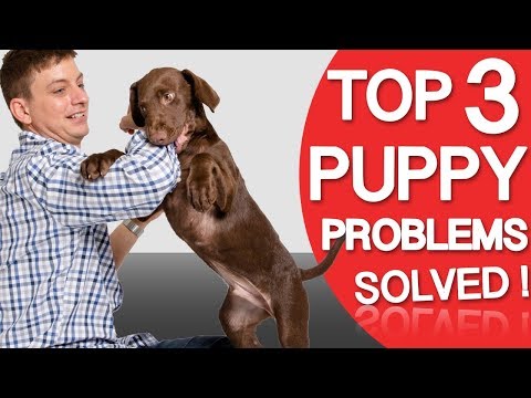Top 3 Puppy Problems SOLVED! Biting, House Training & Chewing