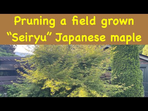 Pruning a field grown "Seiryu" Japanese maple tree