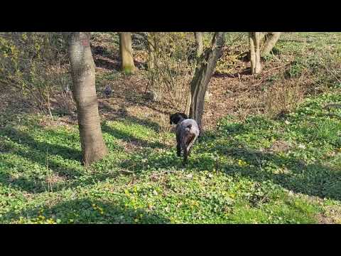 4 Month old Pont Audemer Spaniel pointing pigeons