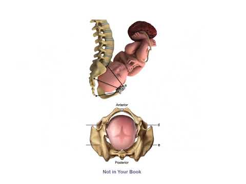 Selected Topics on the Appendicular Skeleton