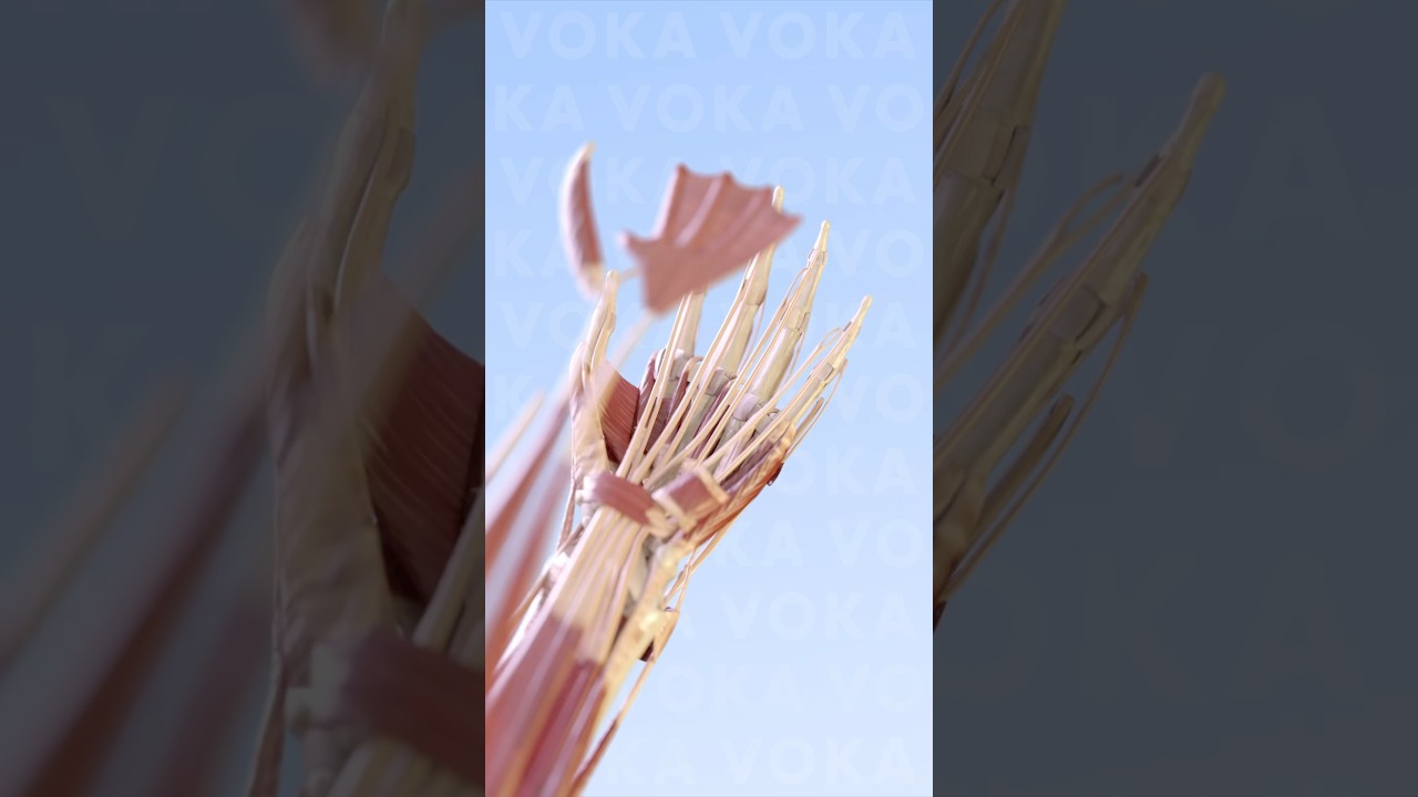 Hand anatomy 3D visualization : bones, muscles, nerves, and more with VOKA Anatomy Pro's 3D models