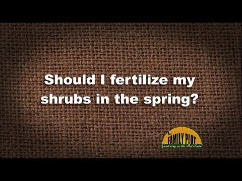 Q&A – Should I fertilize my shrubs in the spring?