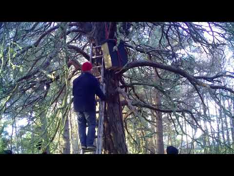 Installing A Pine Marten Den Box At Abernethy Golf Club