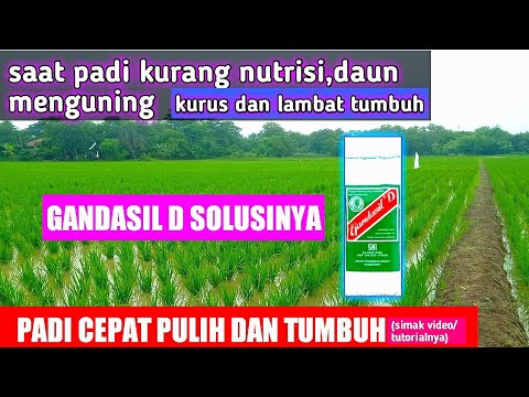 Cara Mudah Mempercepat Pertumbuhan Padi dari kekurangan Unsur Hara/Nutrisi(Gandasil D)
