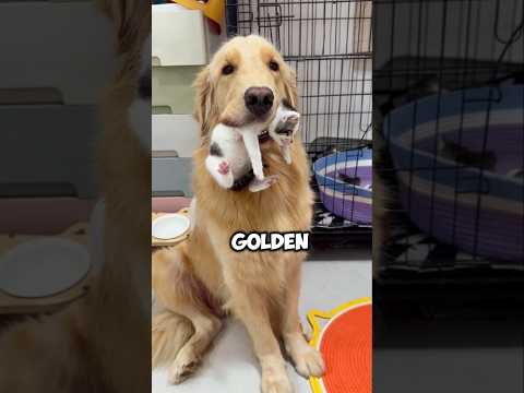 This Golden Retriever Wants to Be the Kitten's Mom 😂❤