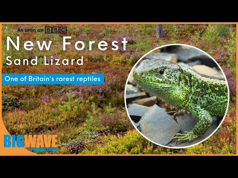 Sand Lizard in The New Forest (one of only 6 UK reptiles)