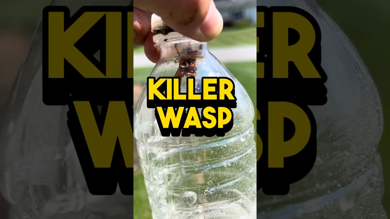 #cantbelieve what came out #cicada #killer #trending #satisfying #beforeandafter #insects #lawn #op