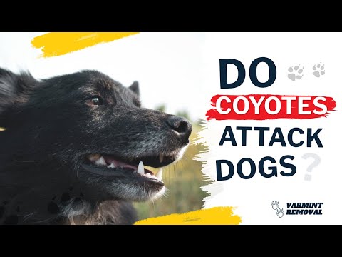 Coyotes and Dogs: What Every Pet Owner Needs to Know