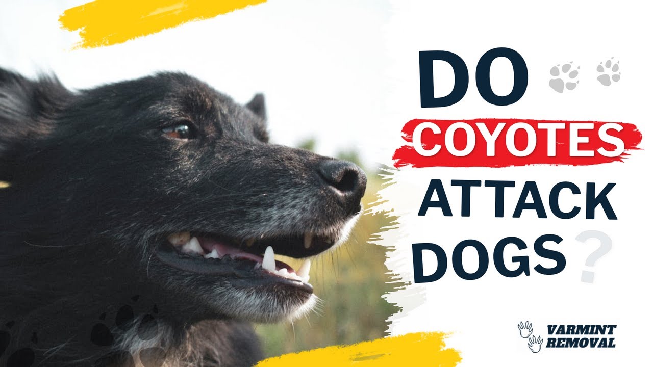 Coyotes and Dogs: What Every Pet Owner Needs to Know