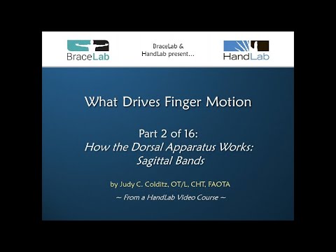 What Drives Finger Motion Part 2 of 16: EDC & Sagittal Bands