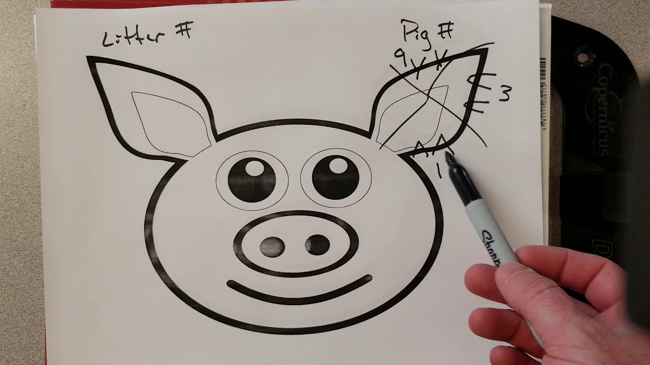 Swine Ear Notching