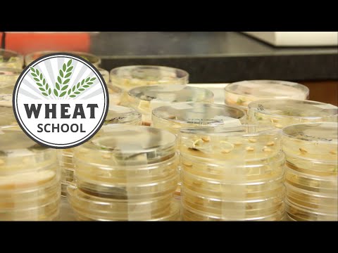 Wheat School: Getting to the root cause of a poor germination test