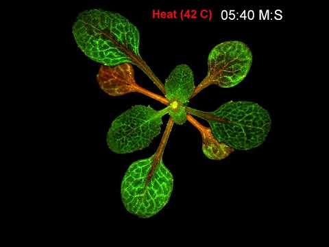 A cytosolic Ca2+ signal: The first sign of heat stress in Arabidopsis leaves (Frontiers 12:777975).