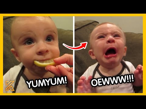 ????Babies Try Lemons For The First Time Compilation 2024 | Kingdom Of Discovery