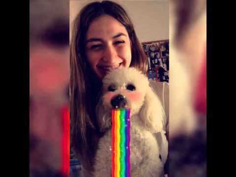 Nicky, caniche en Snap 🌈