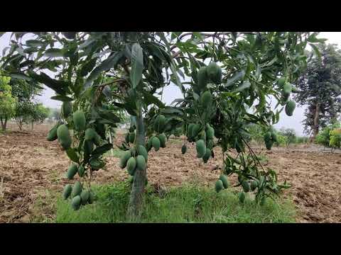 "AMRAPALI" mango tree beutiful setting of mangoes.