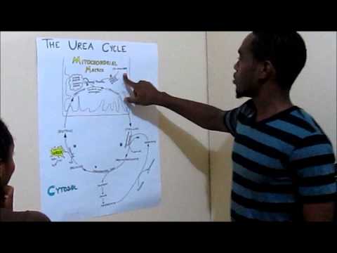 LENS production presents the Urea Cycle