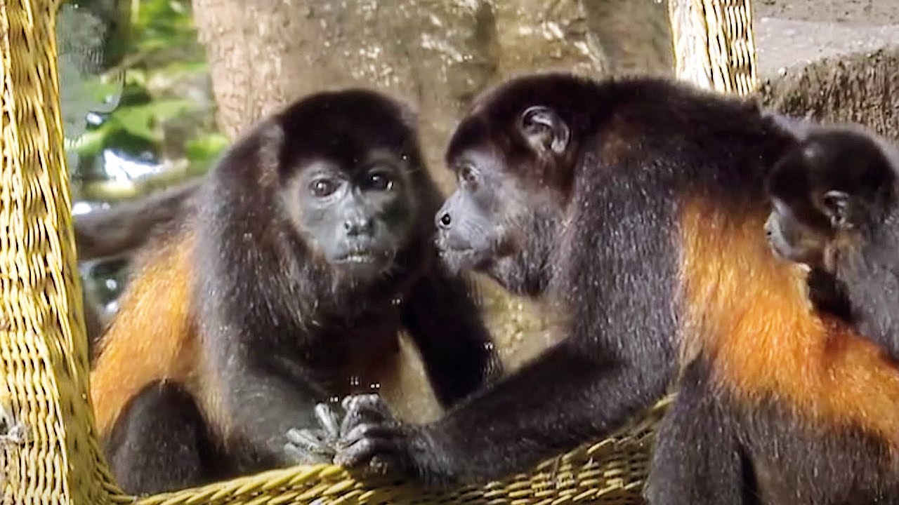 Animals Like Us - Animal Emotions - Documentarytube.com