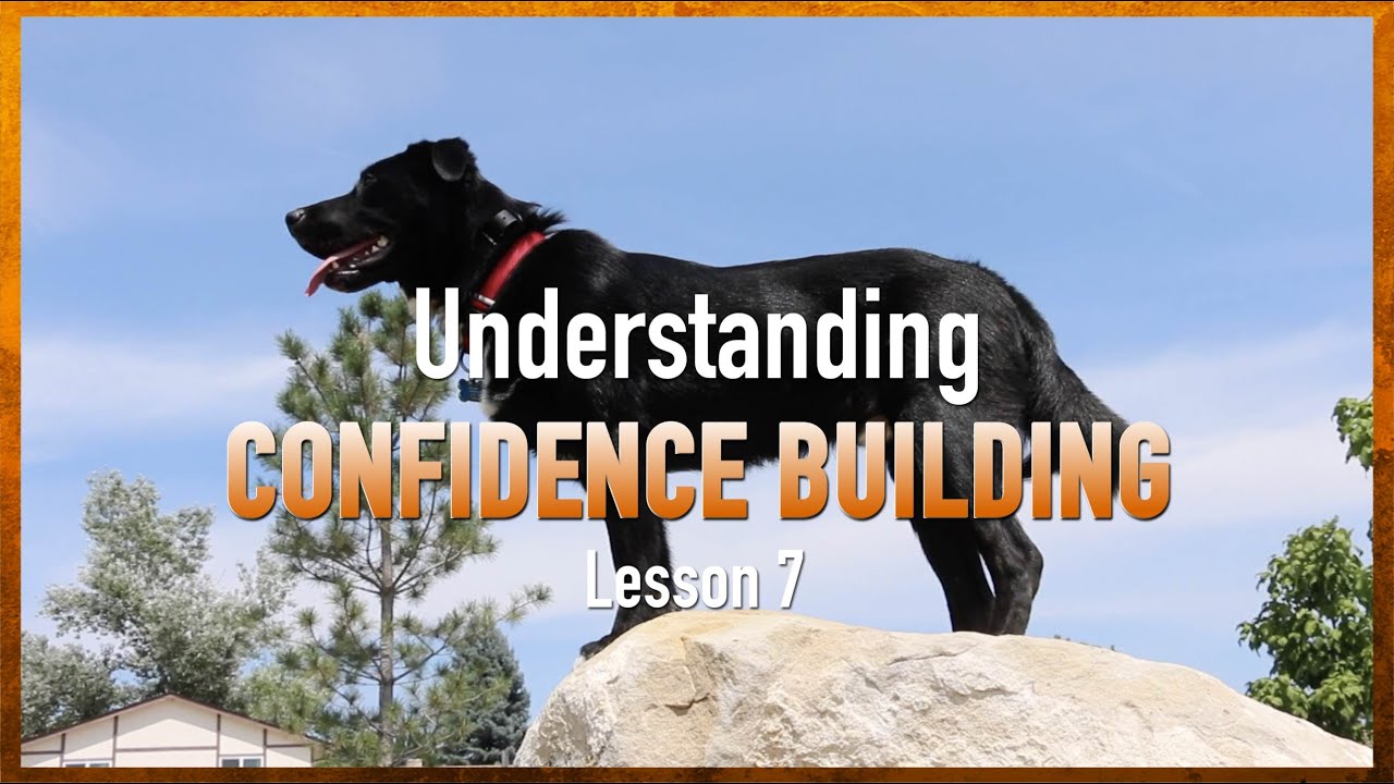 Confidence Building, Counterconditioning and Desensitization. Lesson 7