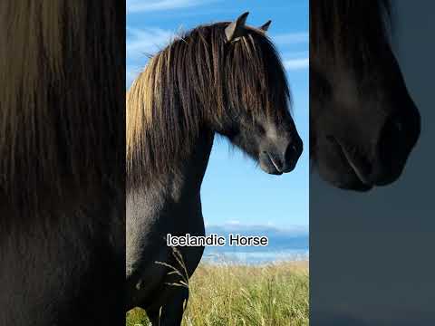 This is what your favorite horse breed... says about you #shorts #horse #horseriding #equestrian