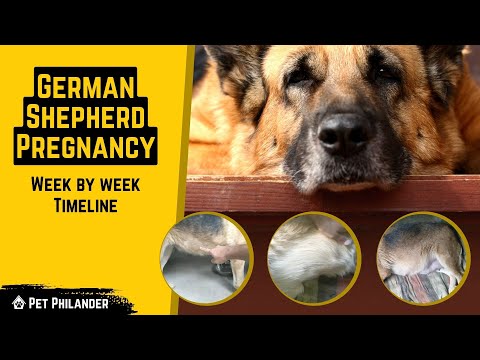 German Shepherd Week by week Pregnancy Timeline ! Dog Health