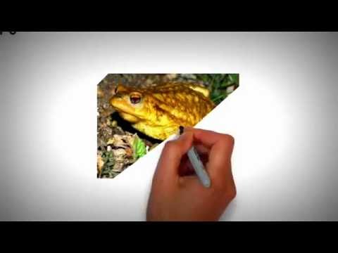 La flora y fauna de sinaloa – LA BIODIVERSIDAD