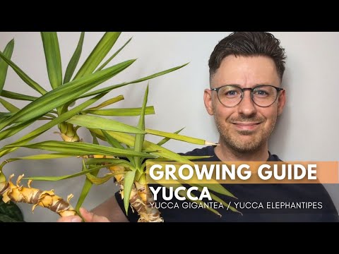 Yucca (Yucca gigantea) Care Guide and Growing Tips
