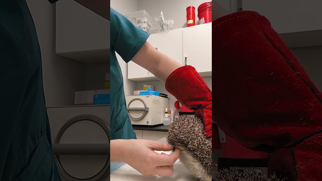 Hedgehog's Angry Response To Injection