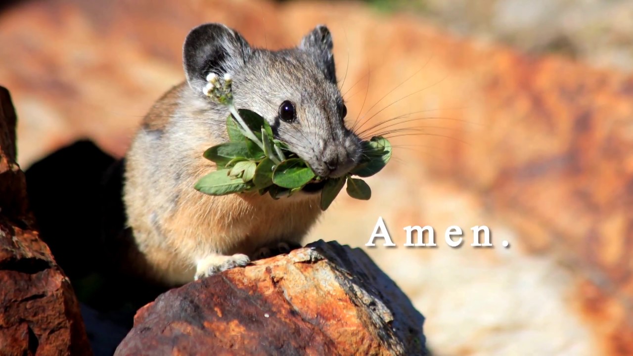 A United Methodist Prayer for Animals | UMC.org