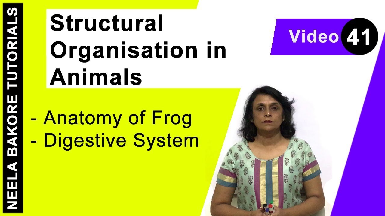 Structural Organisation in Animals | NEET | Anatomy of Frog - Digestive system | Neela Bakore