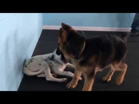 Puppy Play Socialization - Tips and Instruction on Puppy Play Behavior