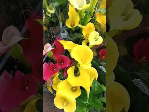 Yellow flowers ideal color symbolizing friendship #yellowflowers #yellow #flowers #symbols #shorts