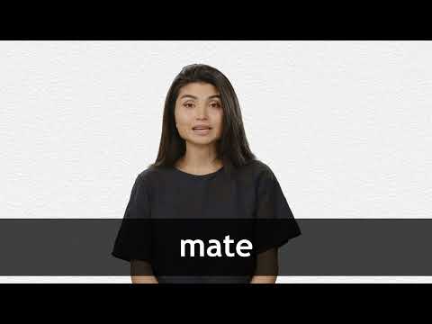 MATE definition and meaning | Collins English Dictionary