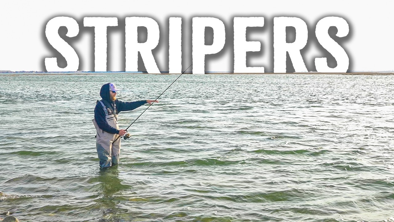 Searching For Striped Bass In Spring In High Percentage Points - Deep Currents - Rips Surf Fishing