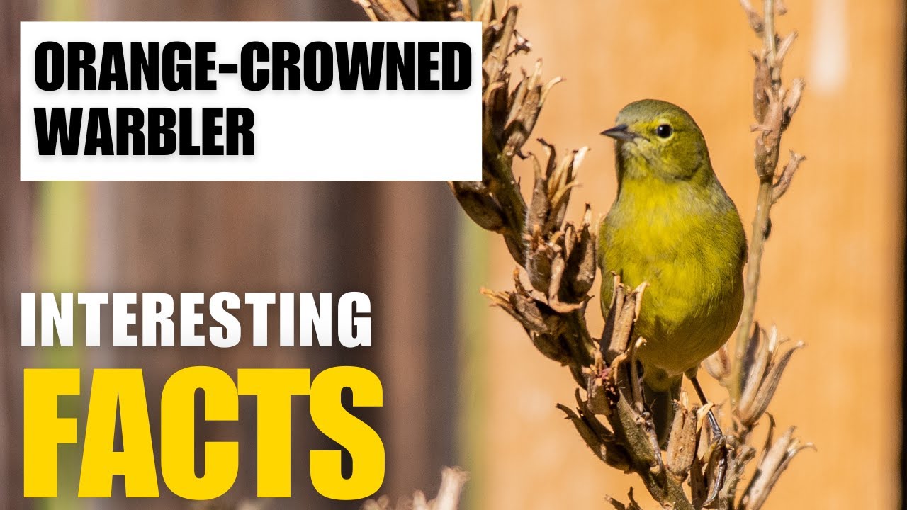 Exploring the Fascinating World of  Orange-Crowned Warbler | Interesting Facts | The Beast World