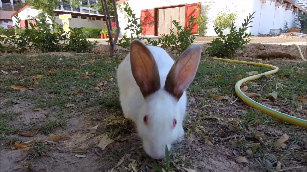 White Rabbit with Red Eyes