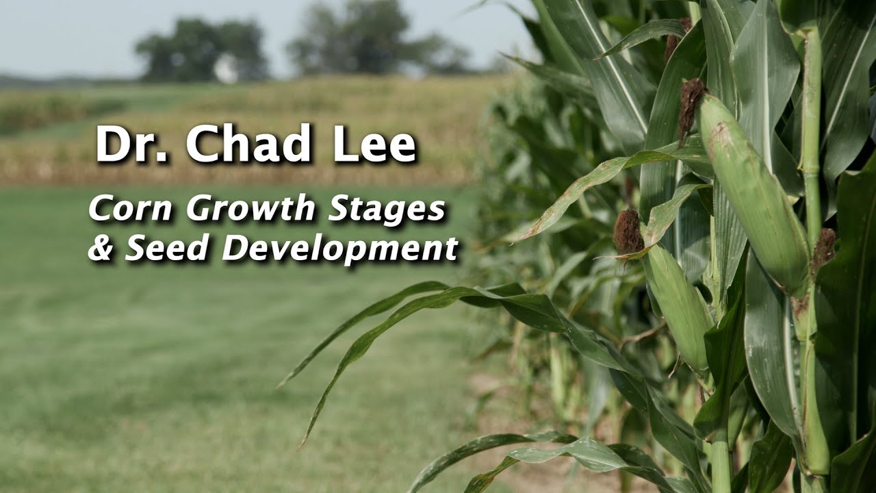 Corn Growth Stages & Seed Development
