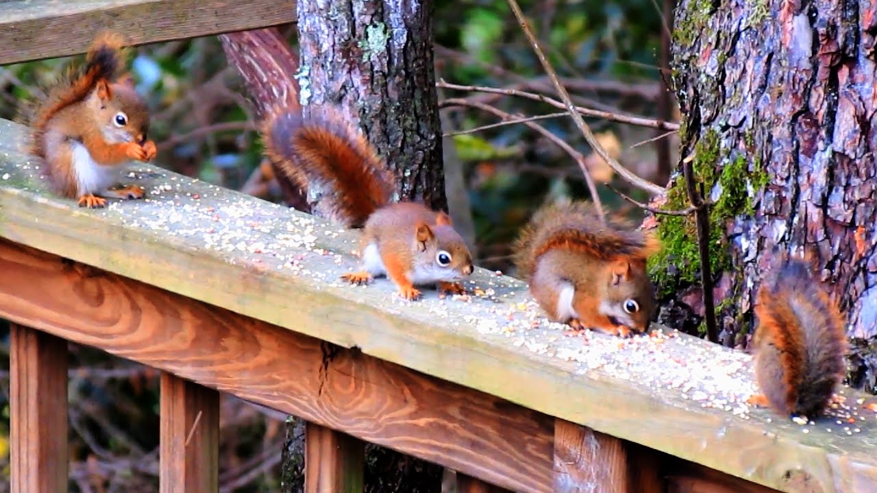 Six Cute Baby Red Squirrels