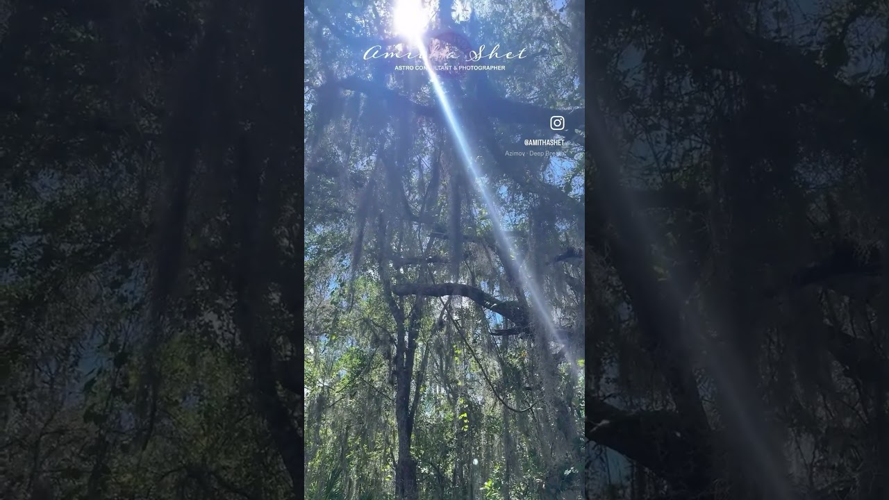 Sunshine in the woods✨www.amithashet.com  #amithashet #astroconsultant #photographer