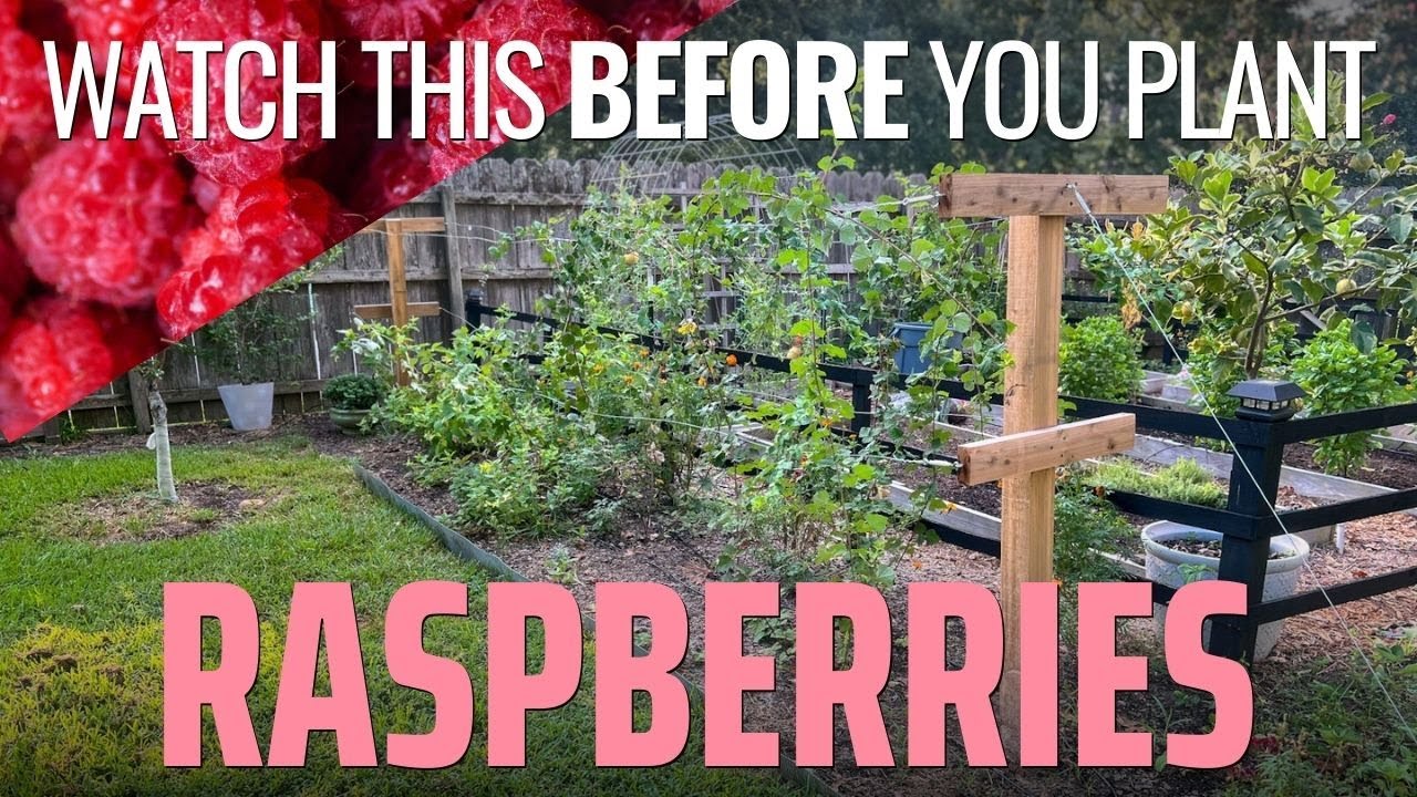 Start a New Raspberry Patch: DIY Trellis and Planting Tips
