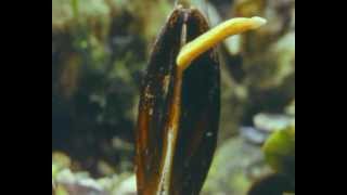 La Moule symbolisme.