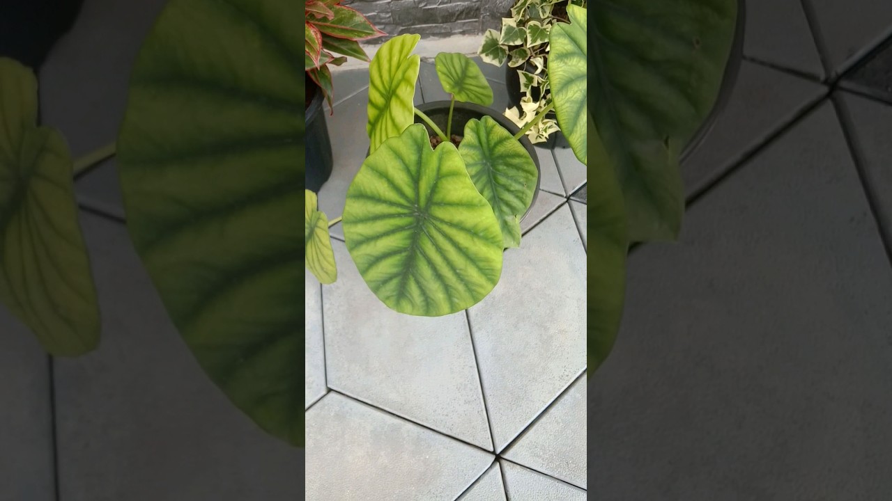 Caladium varieties I #plants |#caladium |New collection@My_World41