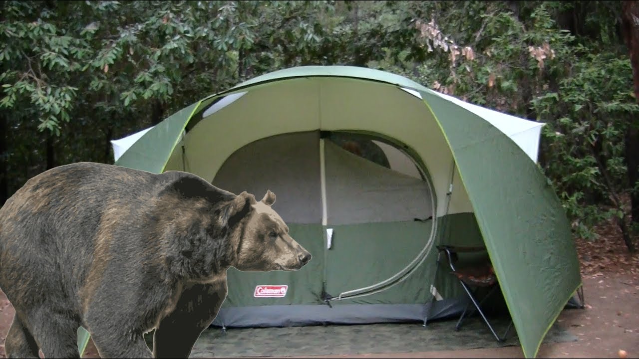Black Bear Right Outside My Tent Camping